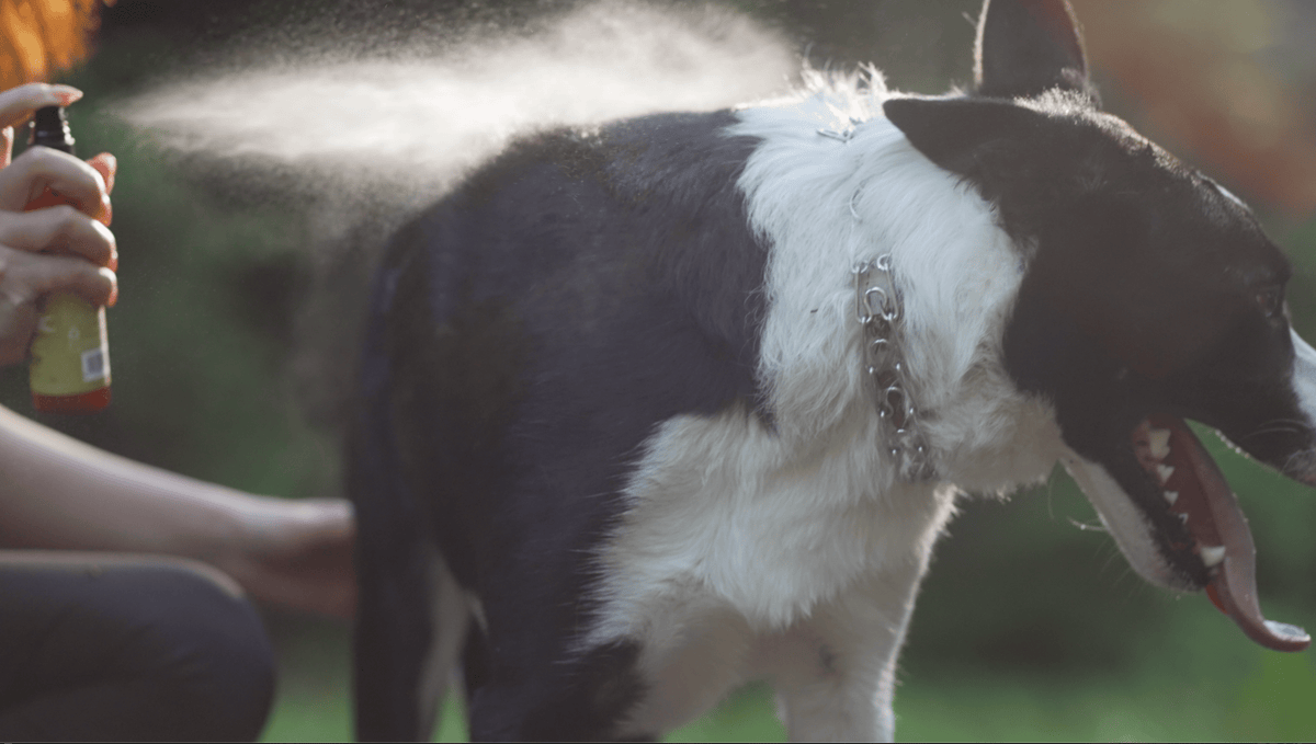 Can Dogs Get Fleas From Grass