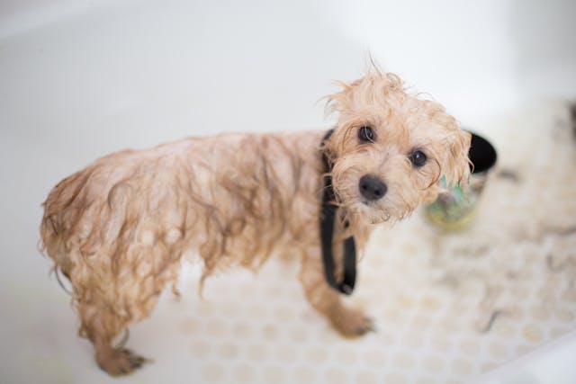 Dog Grooming Tips: A Guide to a Healthy Coat and Happy Pup – Black ...